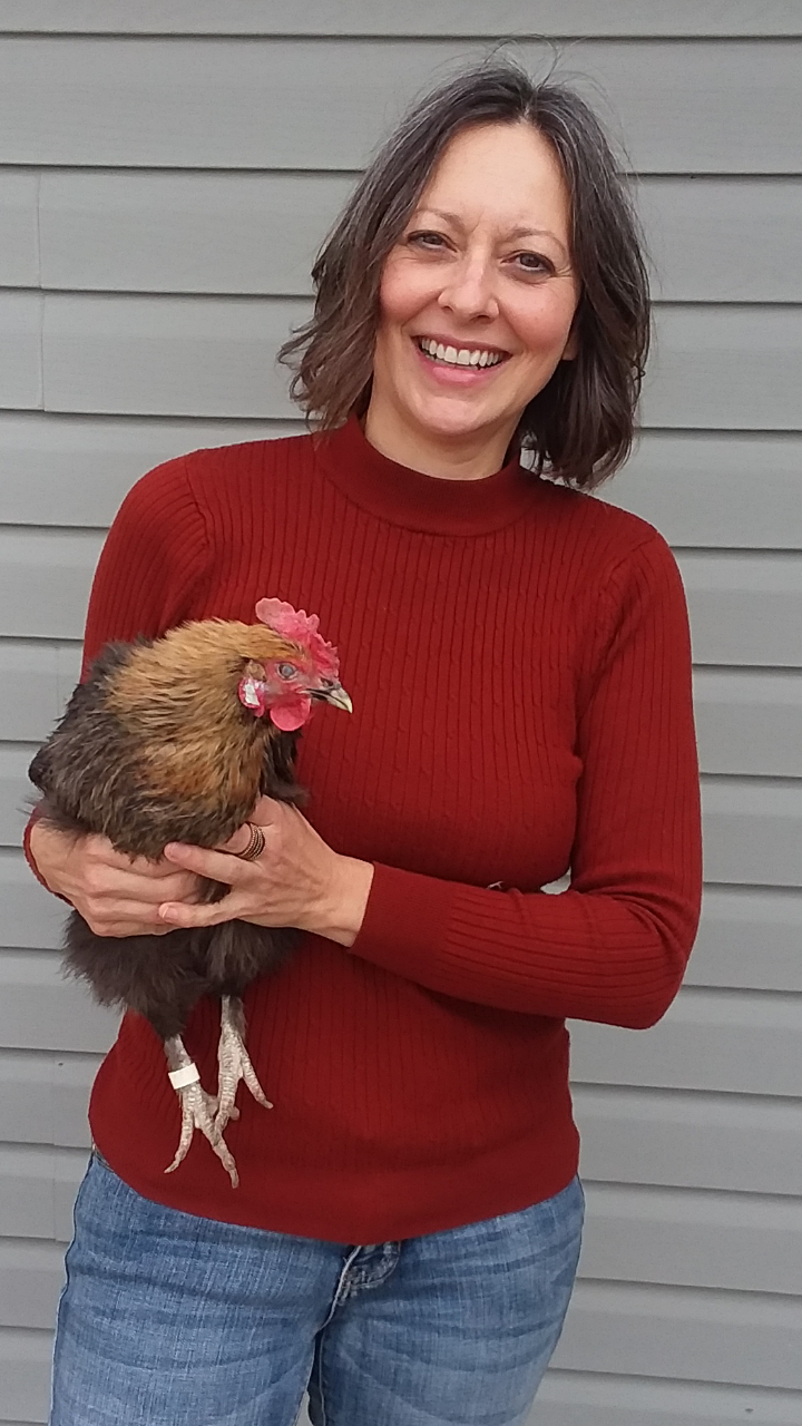Swedish Hedemora Chickens - Backyard Poultry
